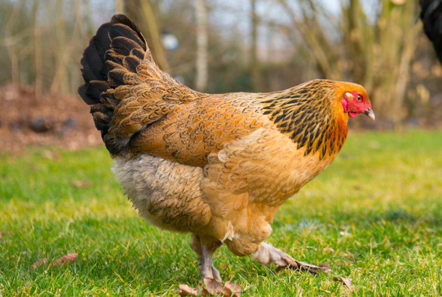 Brahma - Learn at Homesteader Me