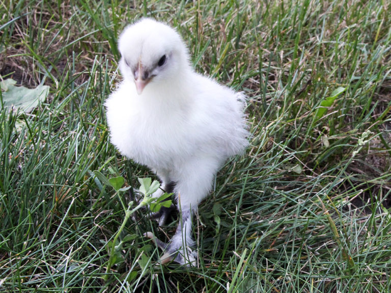 Blue Splash Marans Chick - Learn at Homesteader Me