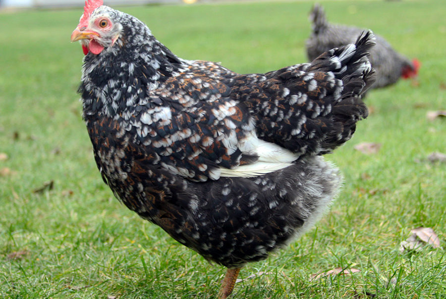 Swedish Flower Hen - Learn at Homesteader Me